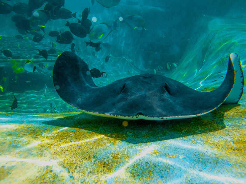 Hawaiian Reef Exhibit on Oahu | Sea Life Park Hawaii