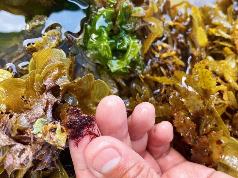 Hawaiian Seaweed Presentation | Sea Life Park Hawaii